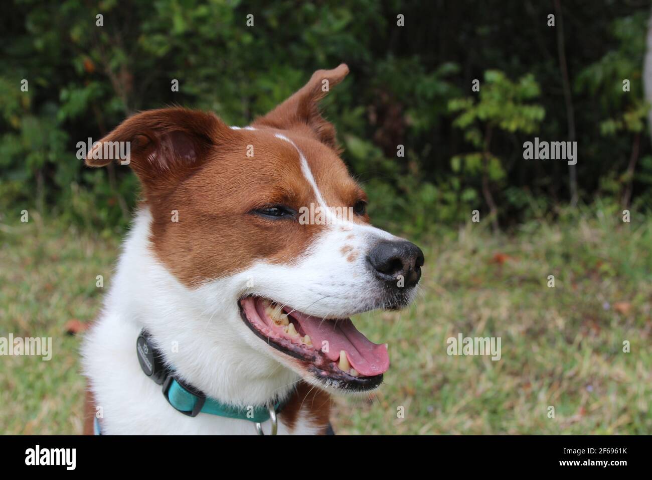 Dog close up shots outside Stock Photo - Alamy