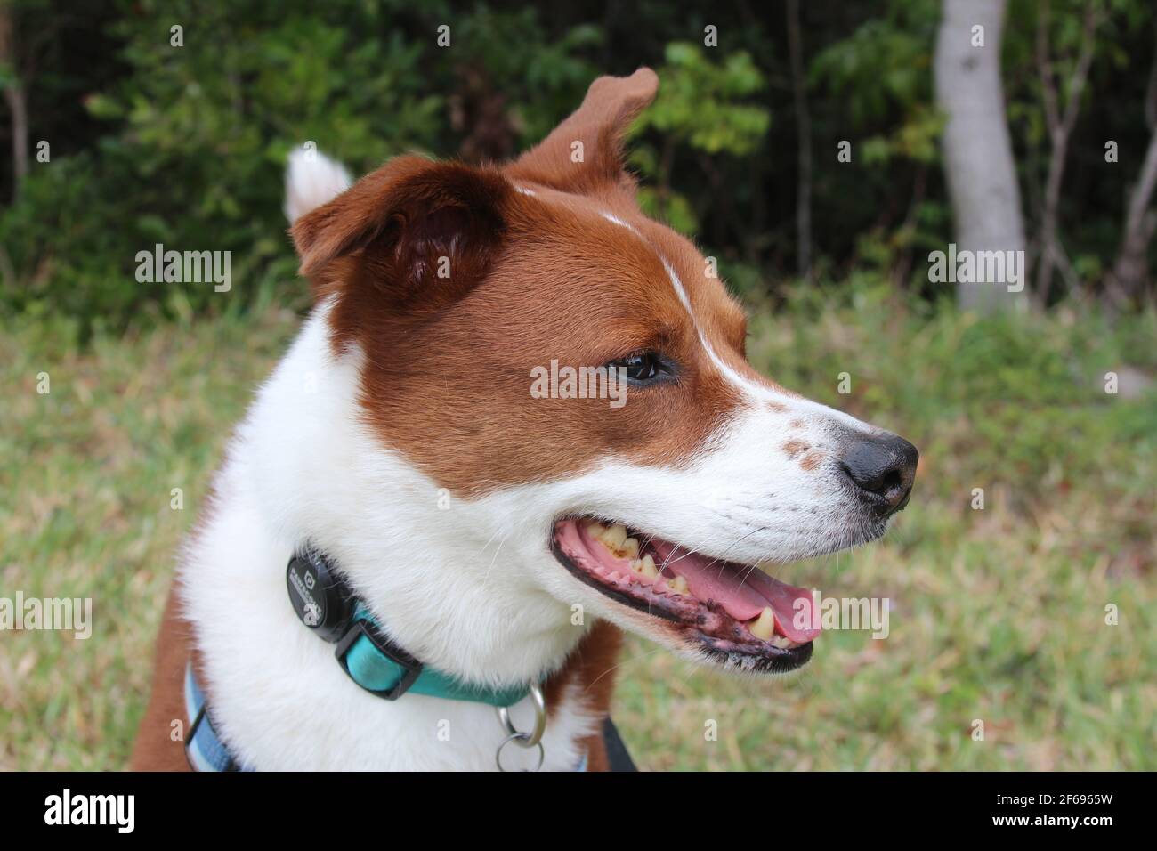 Dog close up shots outside Stock Photo - Alamy