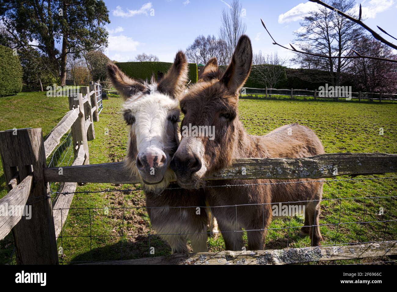 Two little donkeys in a field looking over the fence , Sussex, England ...