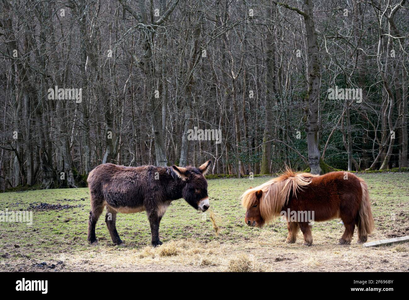 A little donkey and a brown Shetland pony in a field Stock Photo - Alamy