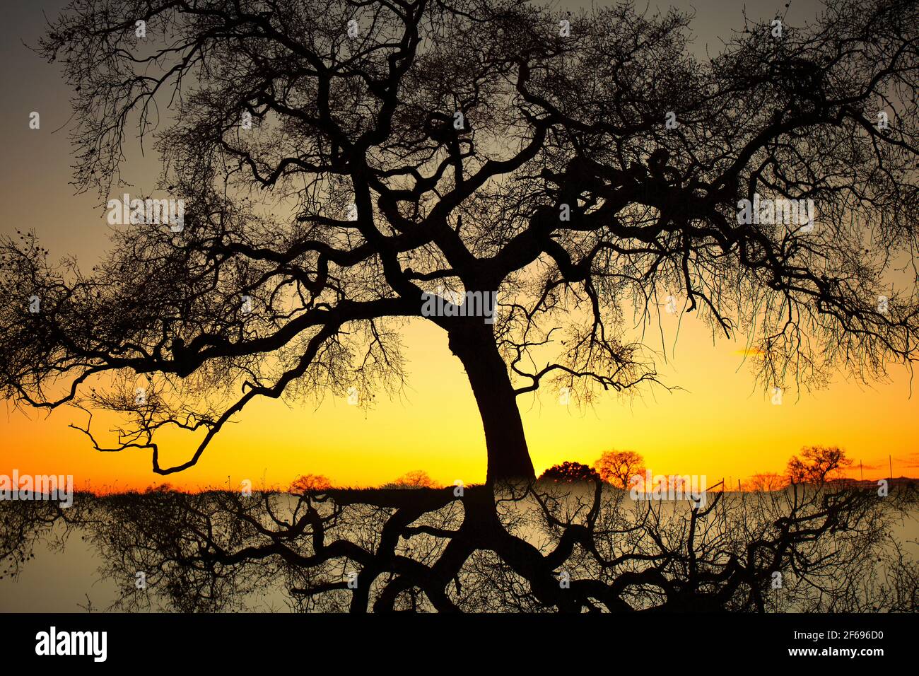 Quejigo, Sun rays at sunset (Quercus faginea). Spring. S Stock Photo ...