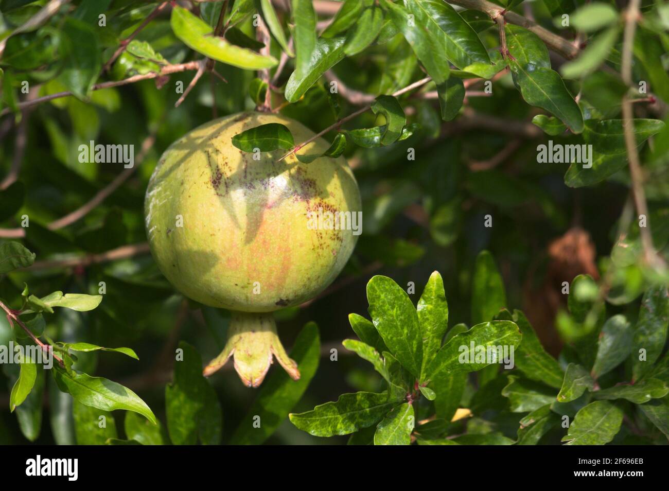Close-up of an immature pomegranate hanging from the branches of the ...