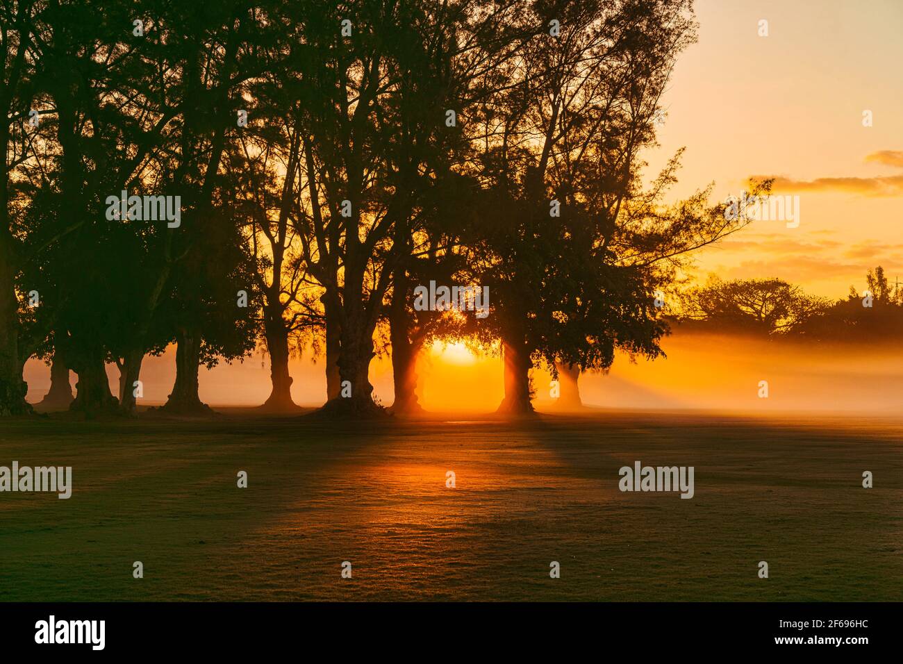 Sun trees and nature hi-res stock photography and images - Alamy