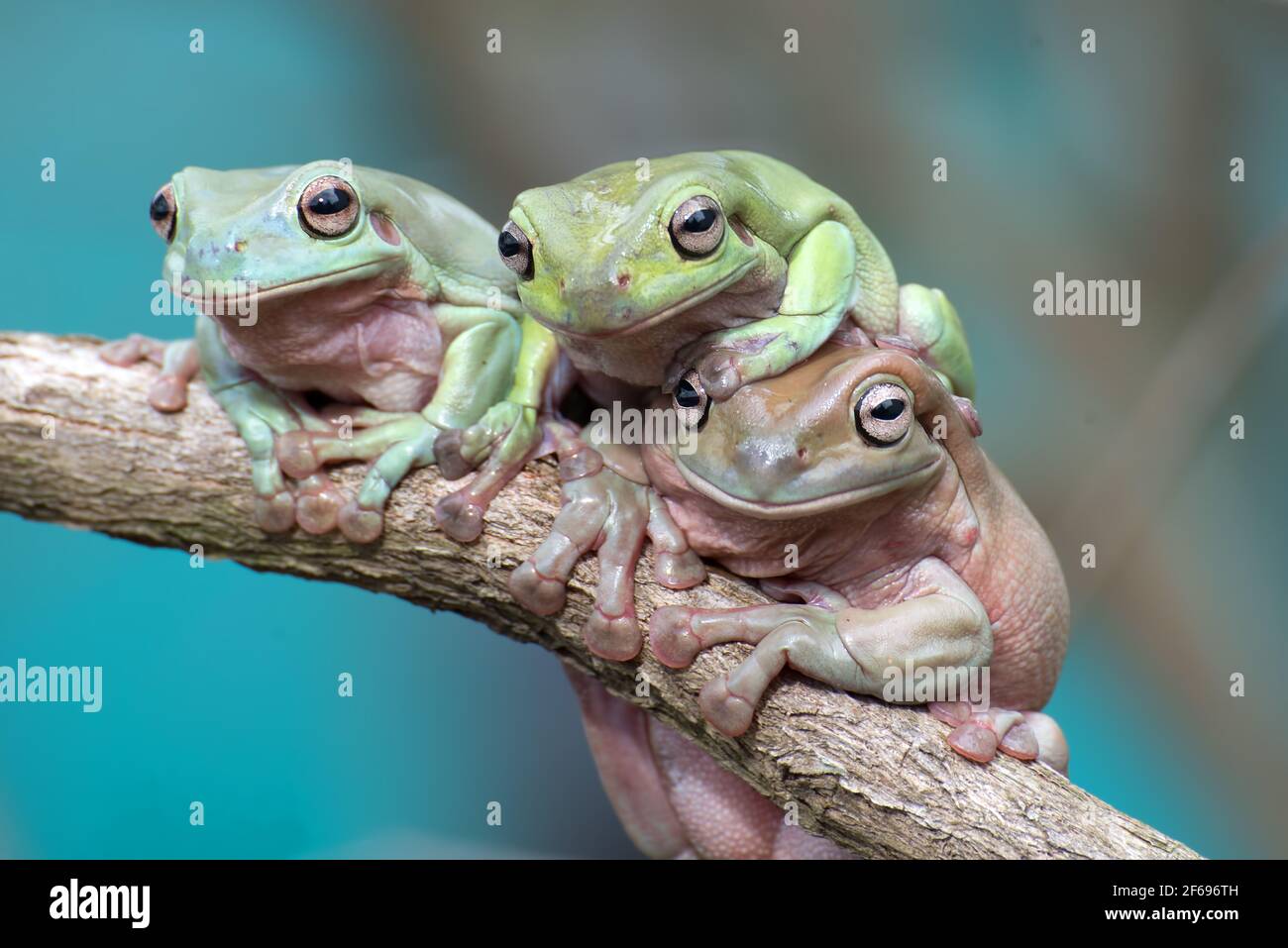 Australian white tree frogs on a tree branch Stock Photo - Alamy