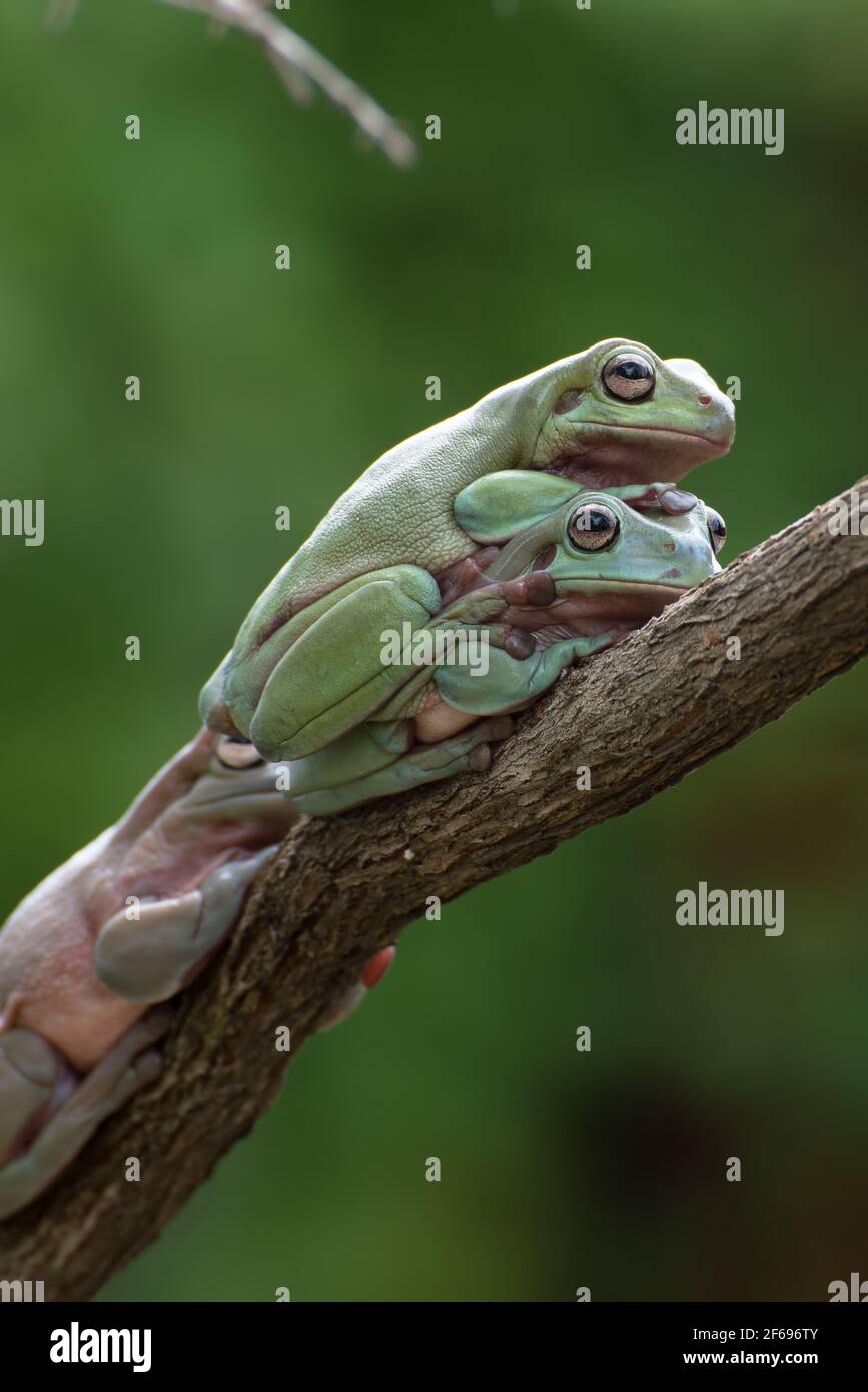 Australian white tree frogs on a tree branch Stock Photo - Alamy