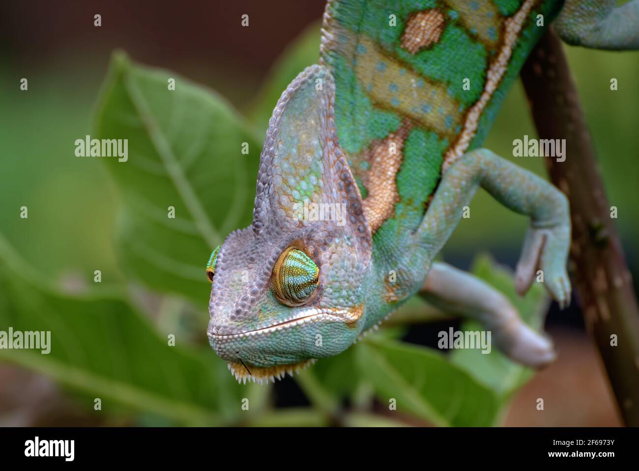 close up photo of a veiled chameleon face Stock Photo - Alamy