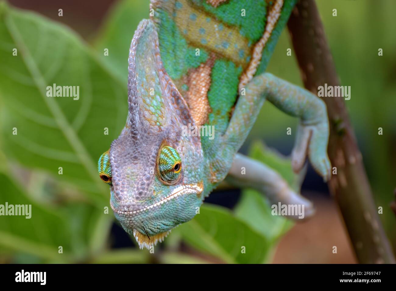 close up photo of a veiled chameleon face Stock Photo - Alamy