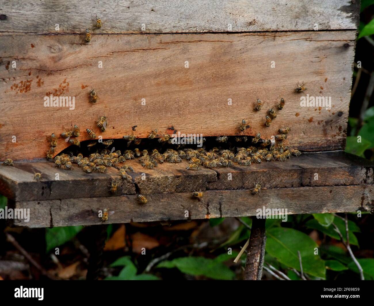 African honey bee wild swarm hi-res stock photography and images - Alamy