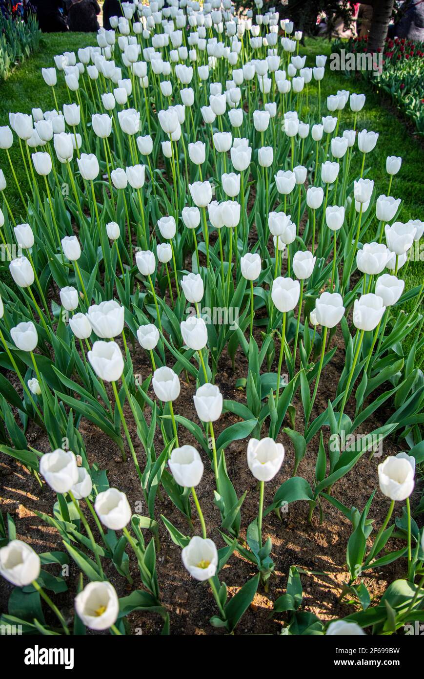 white tulips. emirgan grove, istanbul, turkey Stock Photo - Alamy