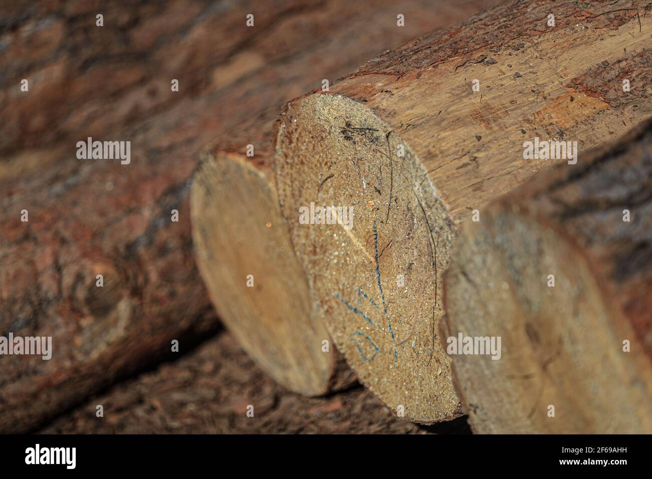 Yecora, Mpo. Yecora, Sonora, Mexico. Steel fence, pine wood, logs, wood ...