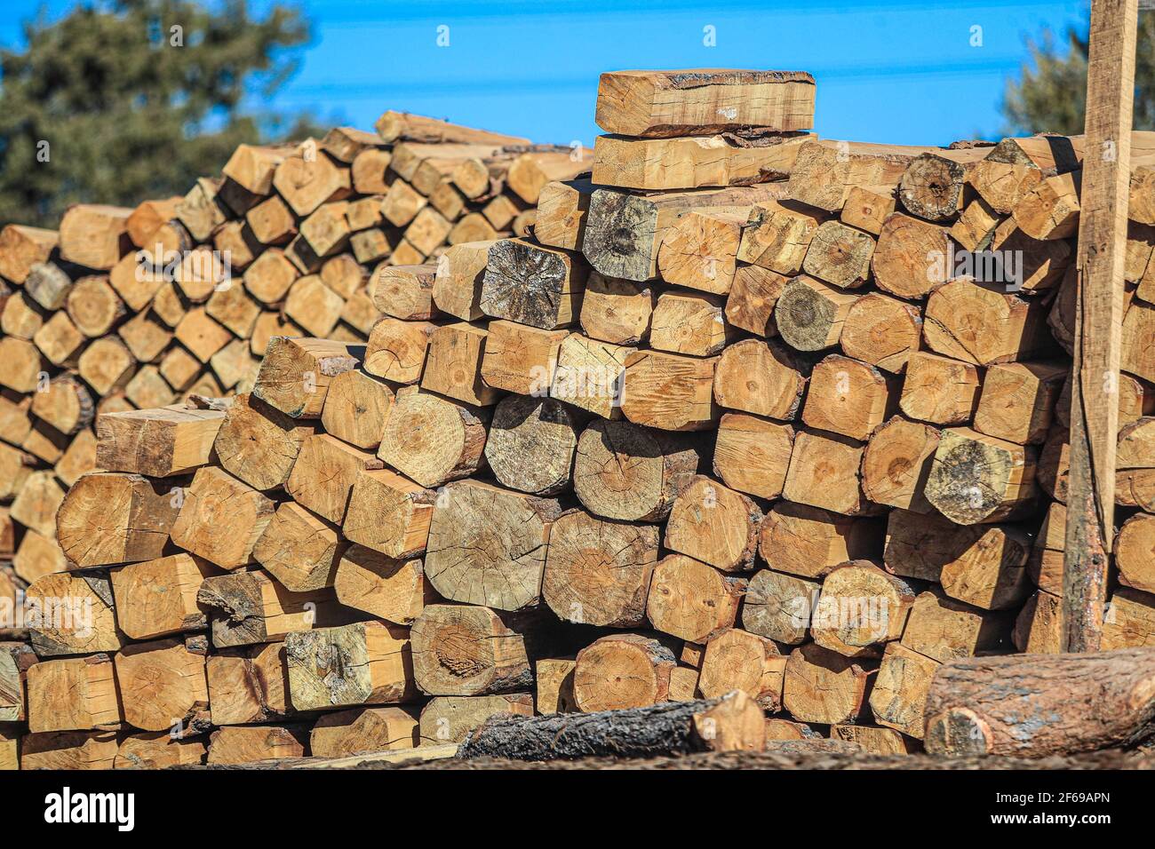 Yecora, Mpo. Yecora, Sonora, Mexico. Steel fence, pine wood, logs, wood ...