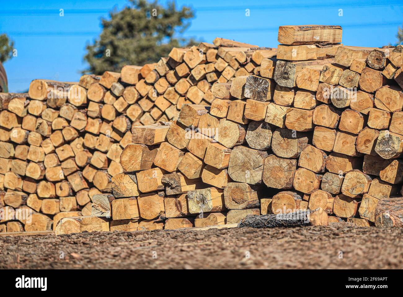 Yecora, Mpo. Yecora, Sonora, Mexico. Steel fence, pine wood, logs, wood ...