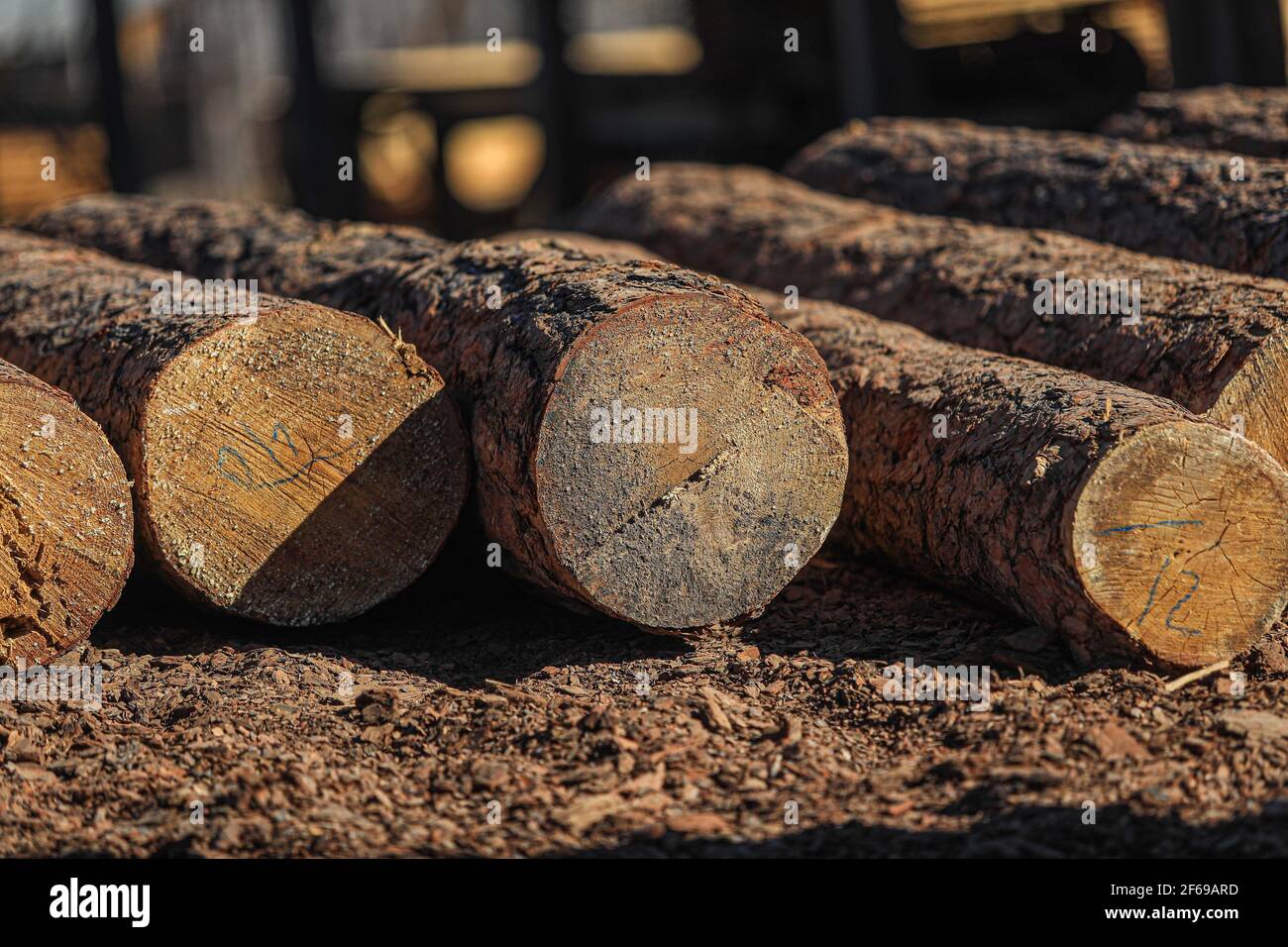 Yecora, Mpo. Yecora, Sonora, Mexico. Steel fence, pine wood, logs, wood ...