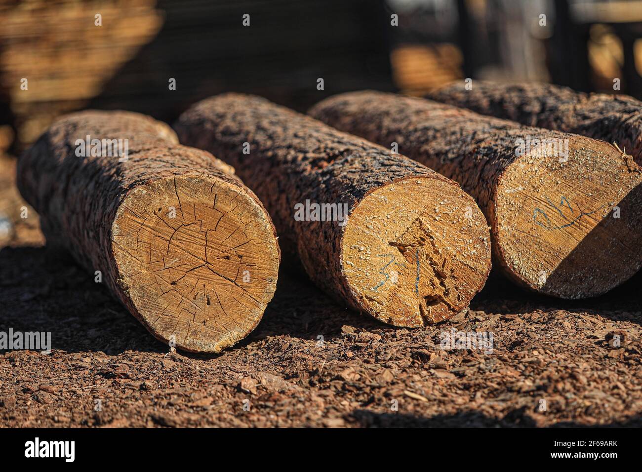 Yecora, Mpo. Yecora, Sonora, Mexico. Steel fence, pine wood, logs, wood ...
