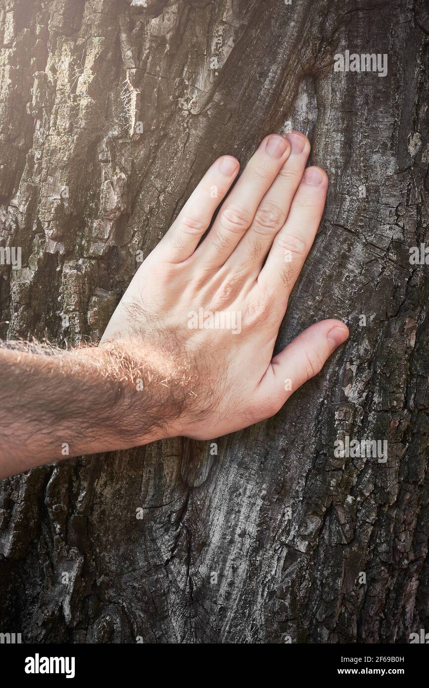 Young male hand touching old tree bark. Concept of environment care ...