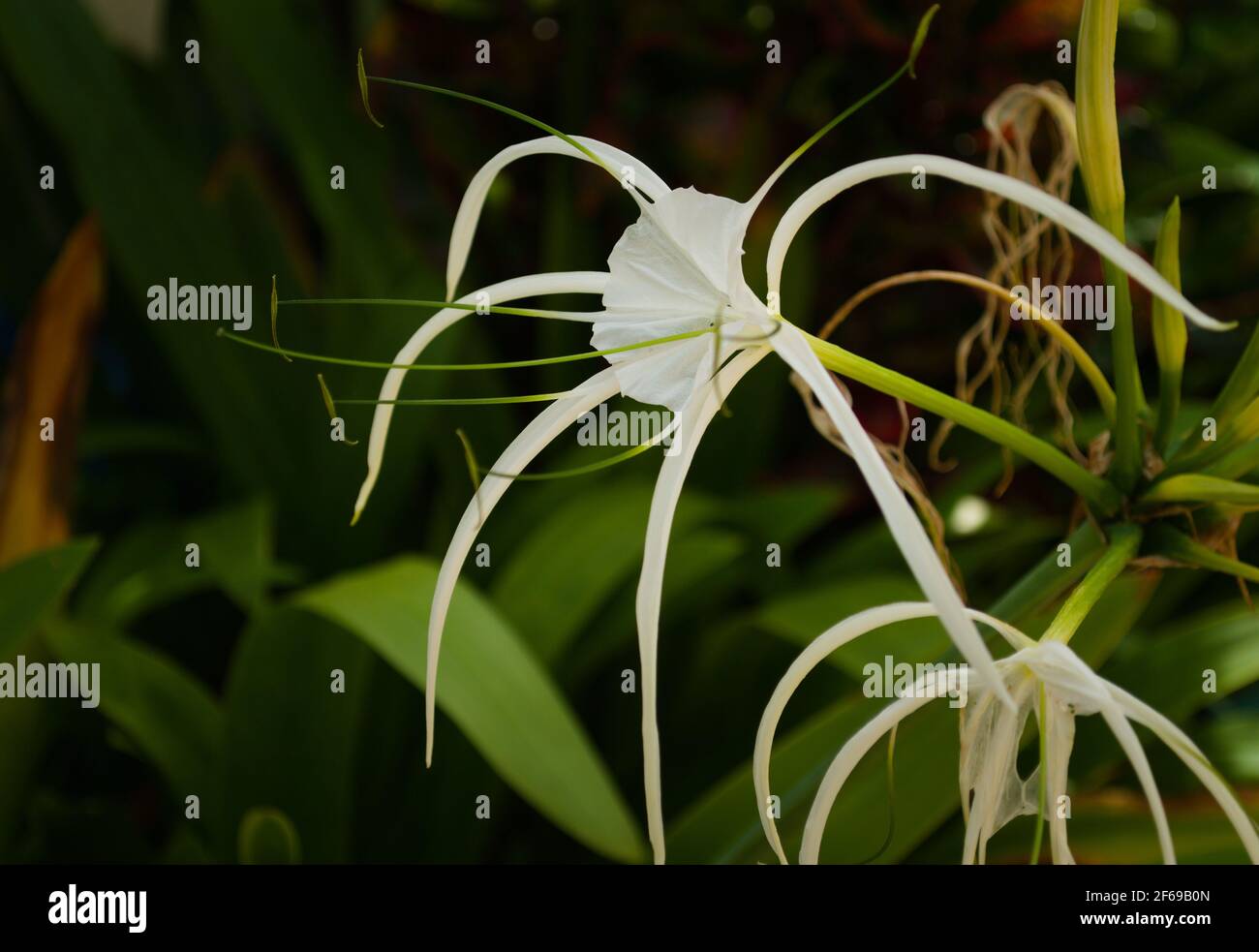 Caribbean spider lily (Hymenocallis caribaea), close up of a specimen ...