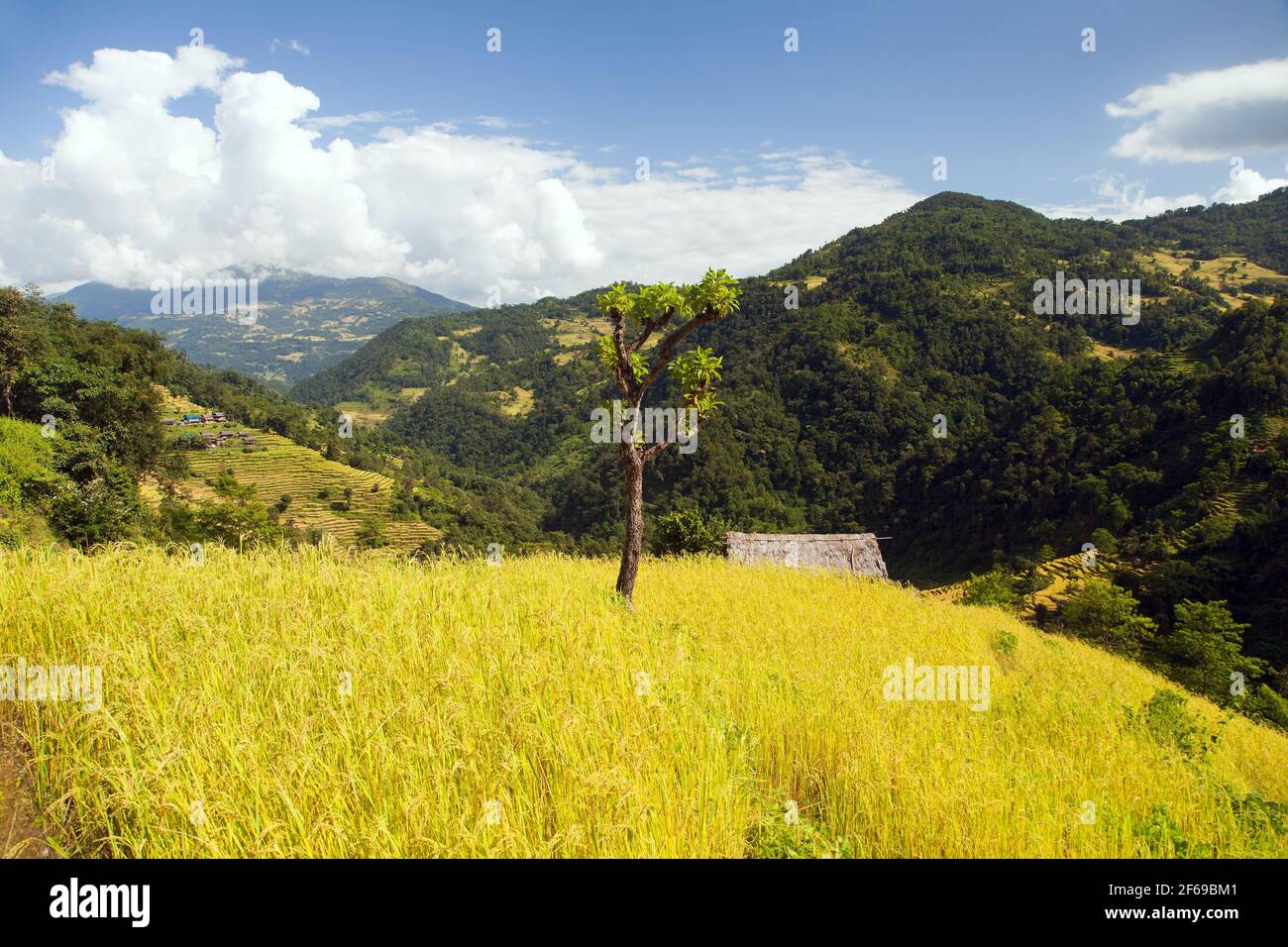 golden terraced rice or paddy field in Nepal Himalayas mountains ...