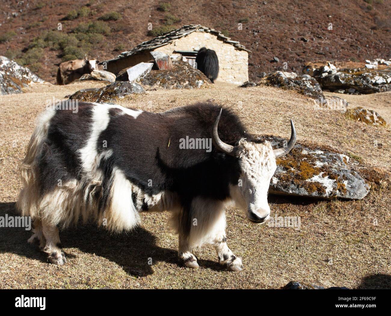 Black and white Yak on the way to Everest base camp and typical ...