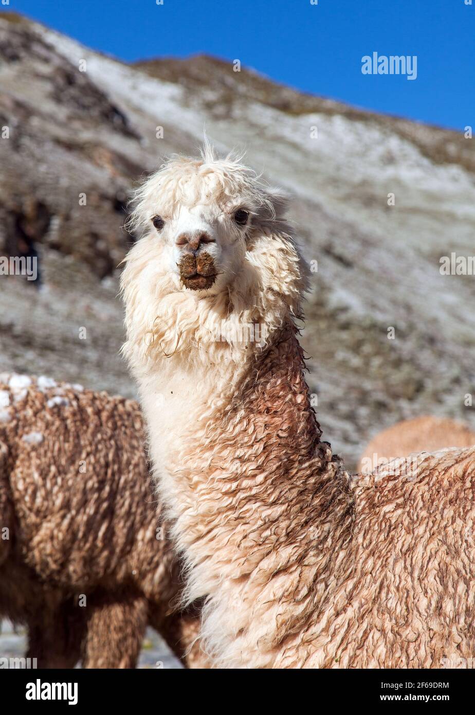 Animal High Resolution Stock Photography and Images - Alamy