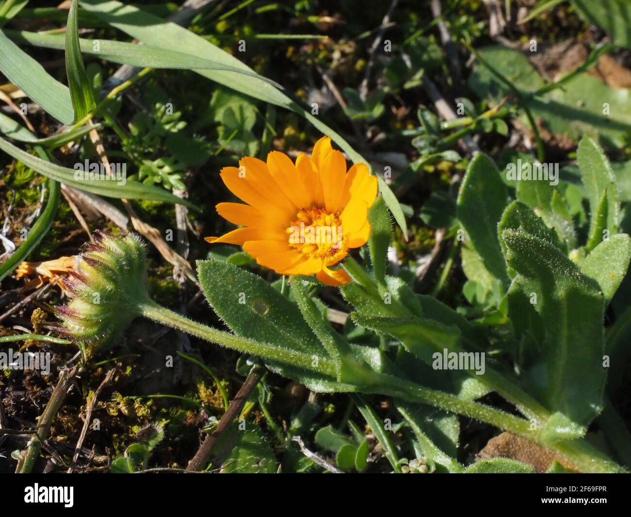 Wildflower yellow flower greece hi-res stock photography and images - Alamy