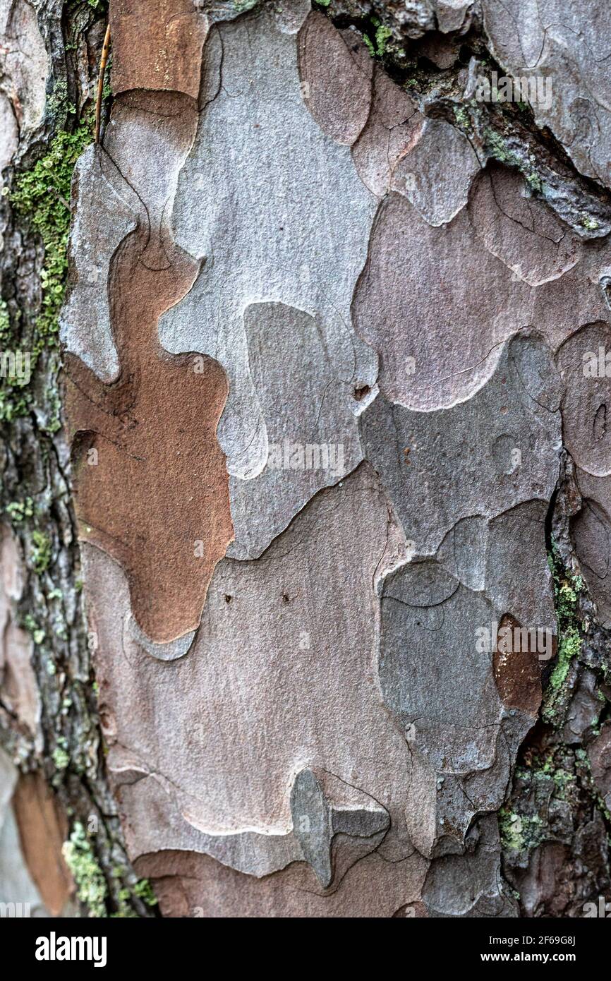 Tree skin texture hi-res stock photography and images - Alamy