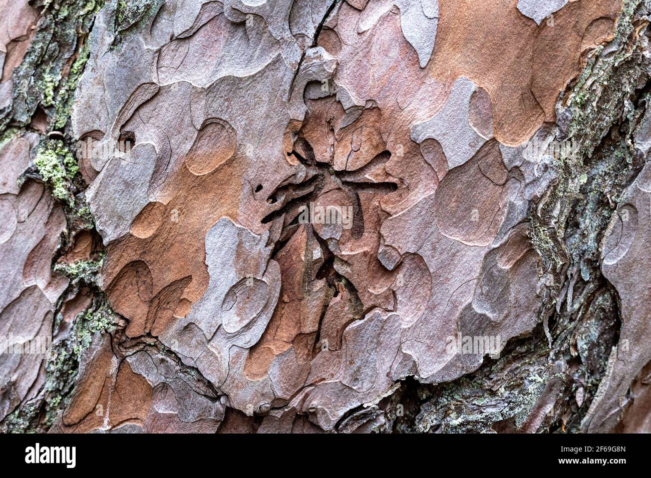 close up of pine tree skin texture macro Stock Photo - Alamy