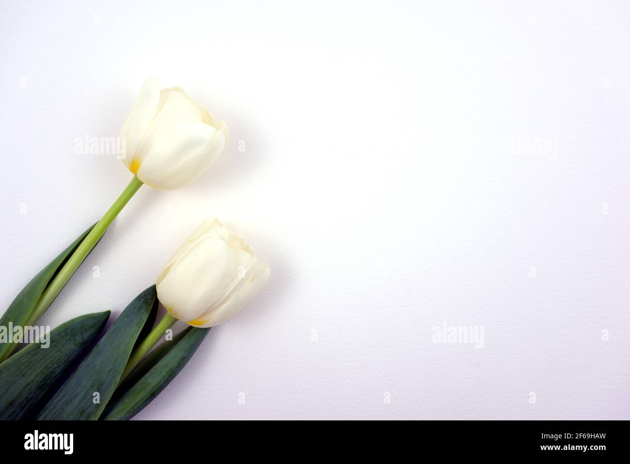 Free space neutral background hi-res stock photography and images - Alamy