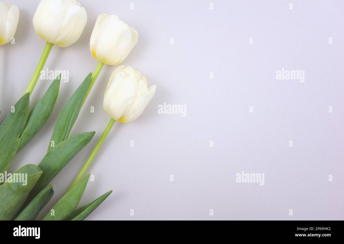 Bunch of arranged elegant white tulips on neutral gray abstract ...