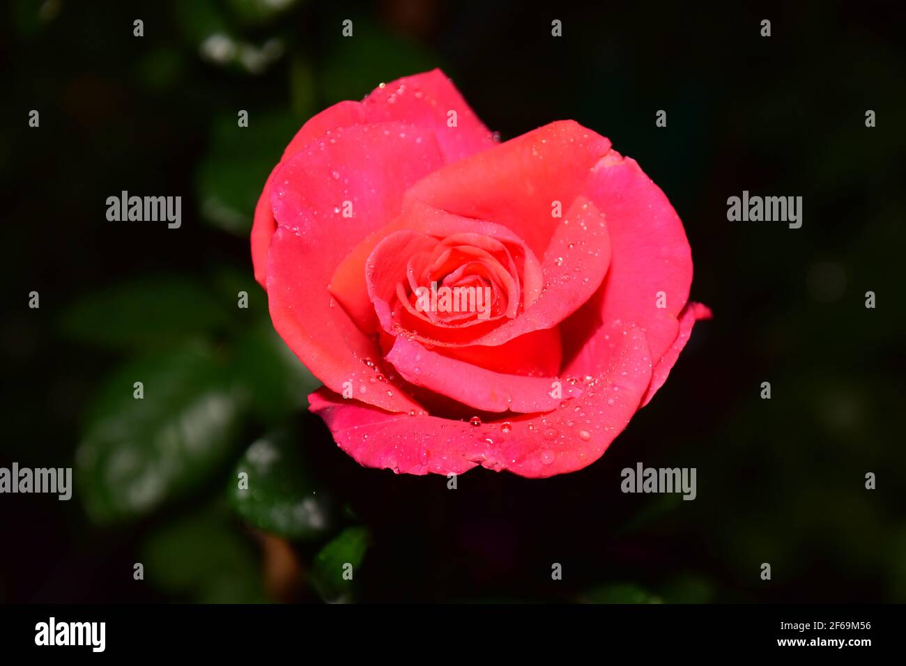 Bright Pink Rose with raindrops Stock Photo - Alamy