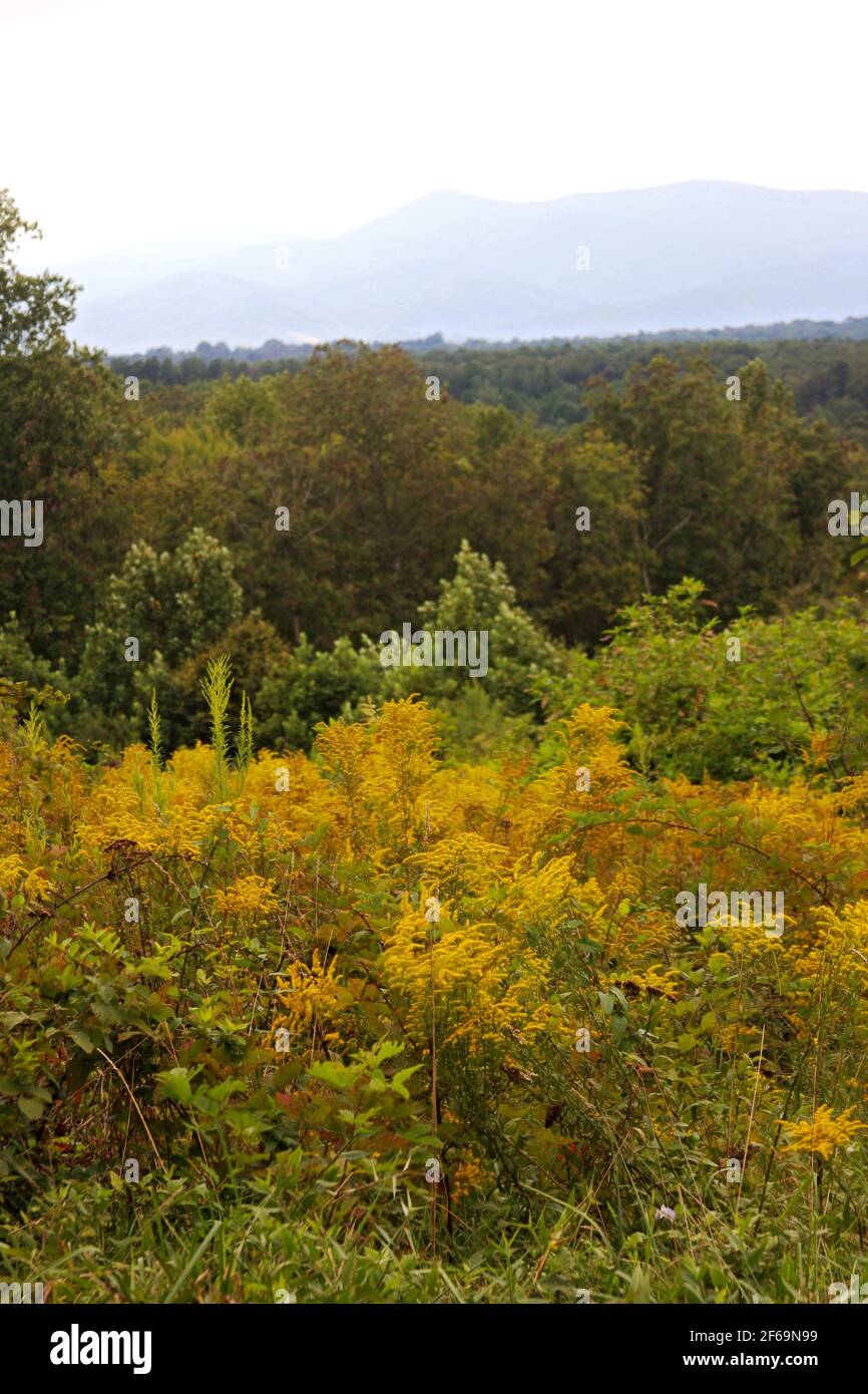 Summer landscape in rural Virginia, USA. Wild plants growing in a ...