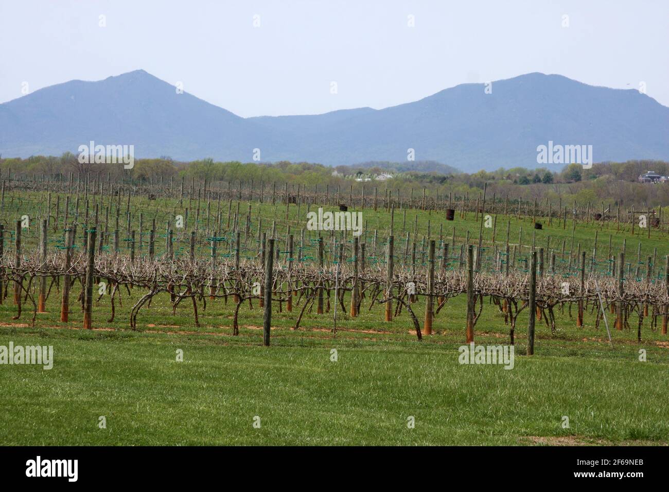 Blue ridge mountains vineyard hi-res stock photography and images - Alamy
