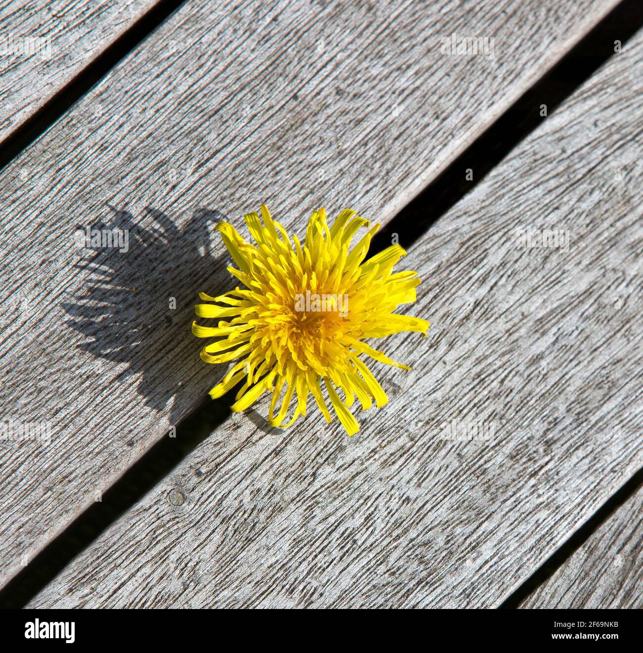 Image of a dandelion hi-res stock photography and images - Alamy