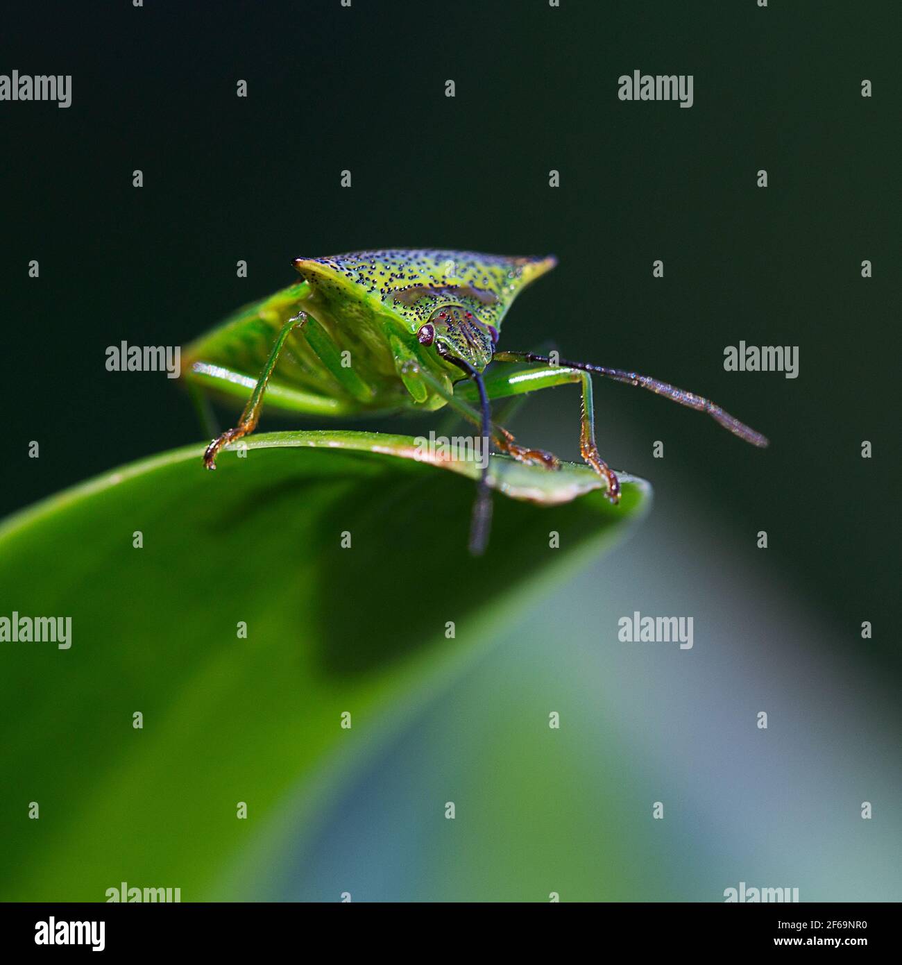 Waiting The Invasion High Resolution Stock Photography and Images - Alamy