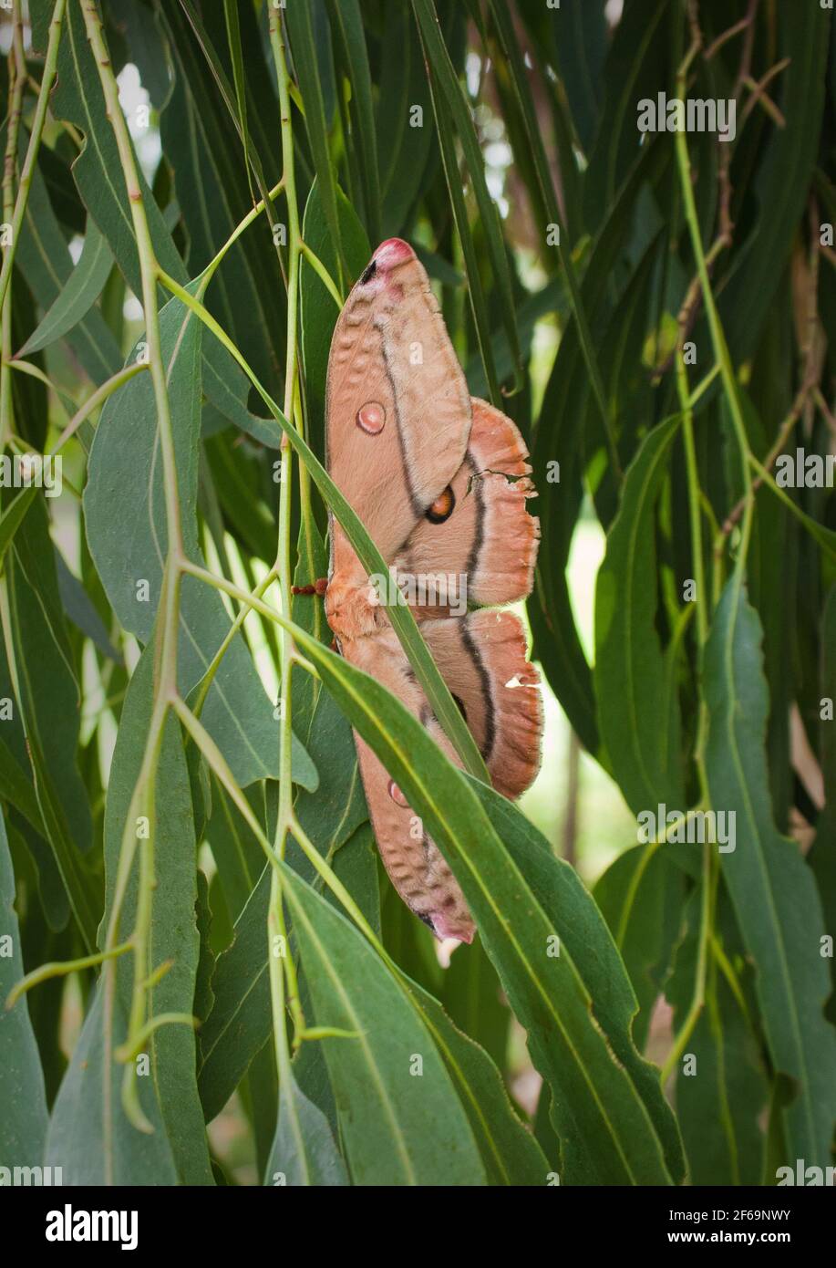 Emperor gum moth (Opodiphthera eucalypti) laying eggs on a gum tree Stock Photo - Alamy