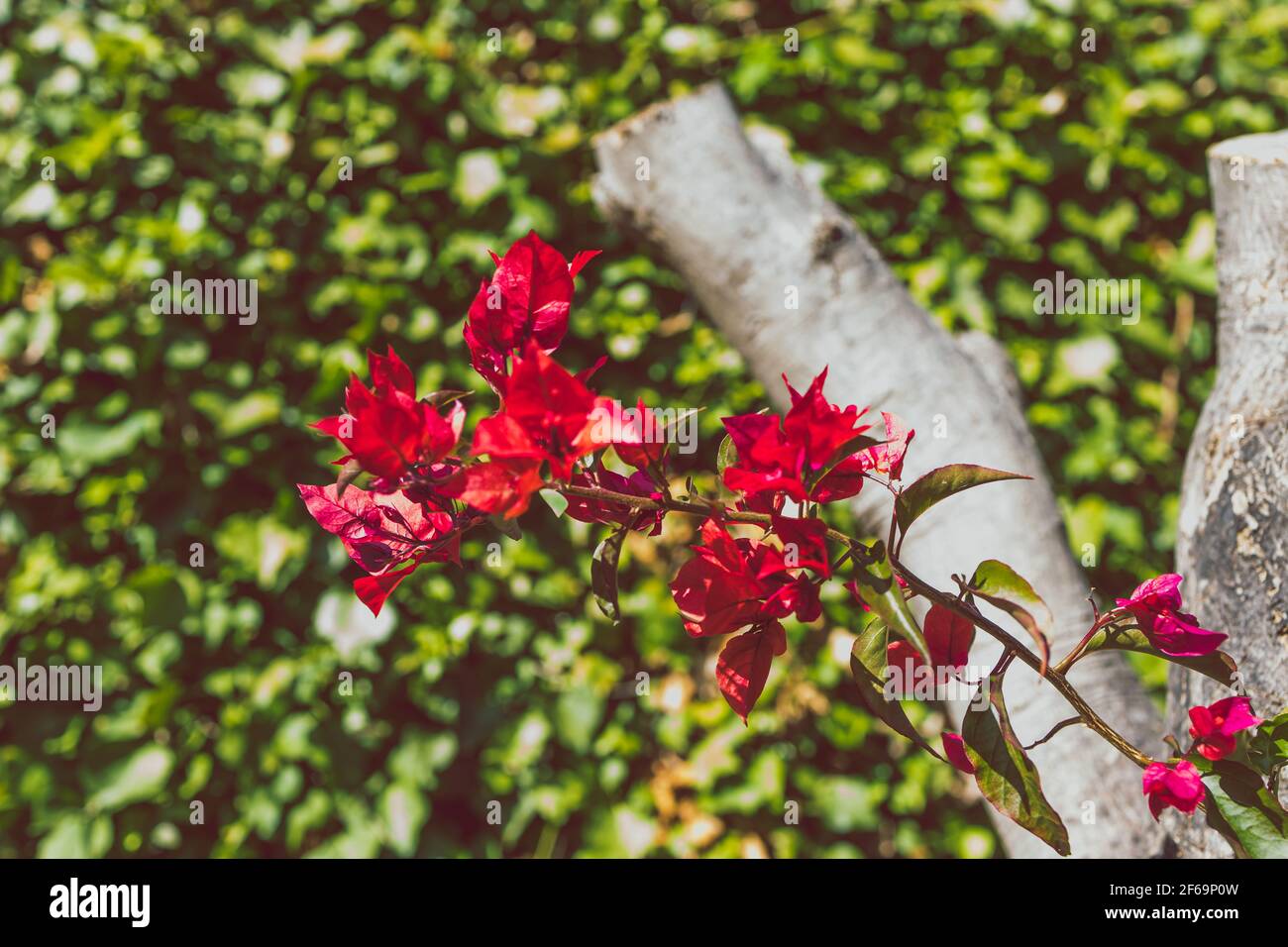 close-up of deep red bougainvillea plant outdoor in sunny backyard shot ...