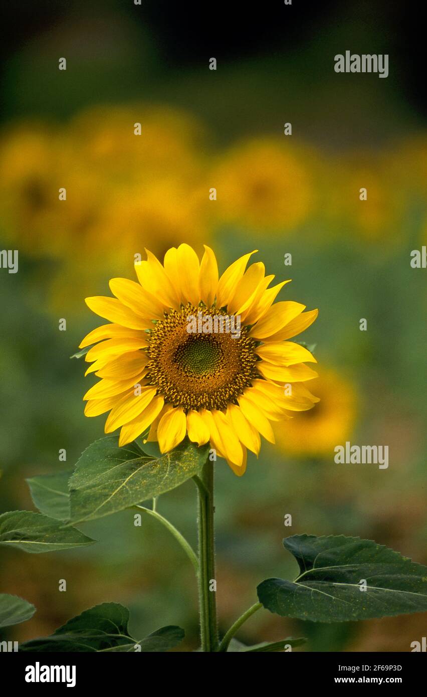 Sunflower hi-res stock photography and images - Alamy