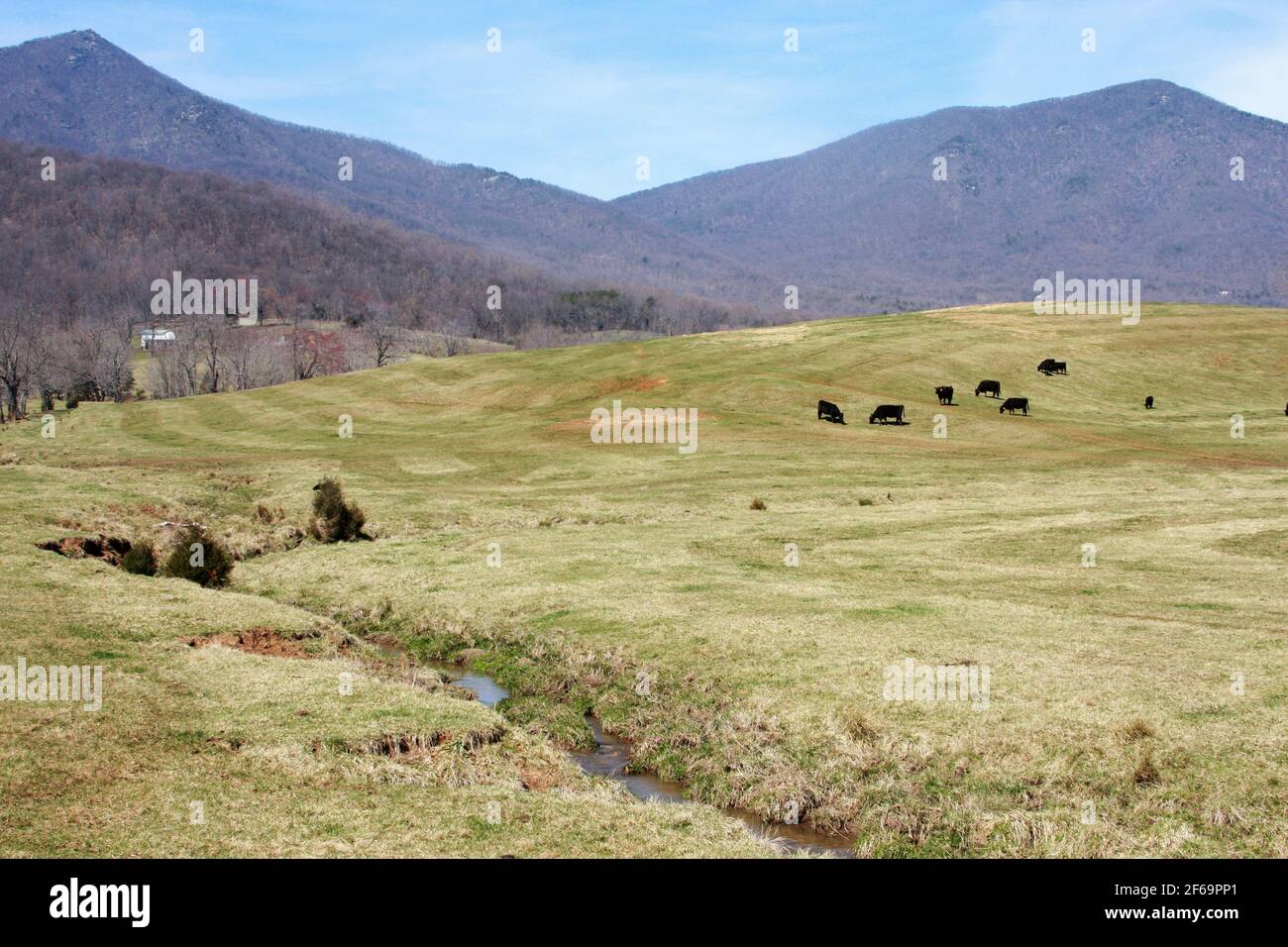 Cows grazing on pasture in Virginia's Blue Ridge Mountains, USA. Spring ...
