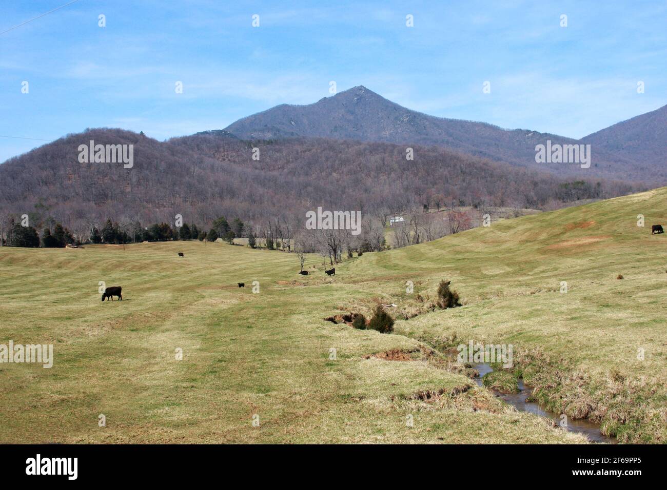 Cows grazing on pasture in Virginia's Blue Ridge Mountains, USA. Spring ...