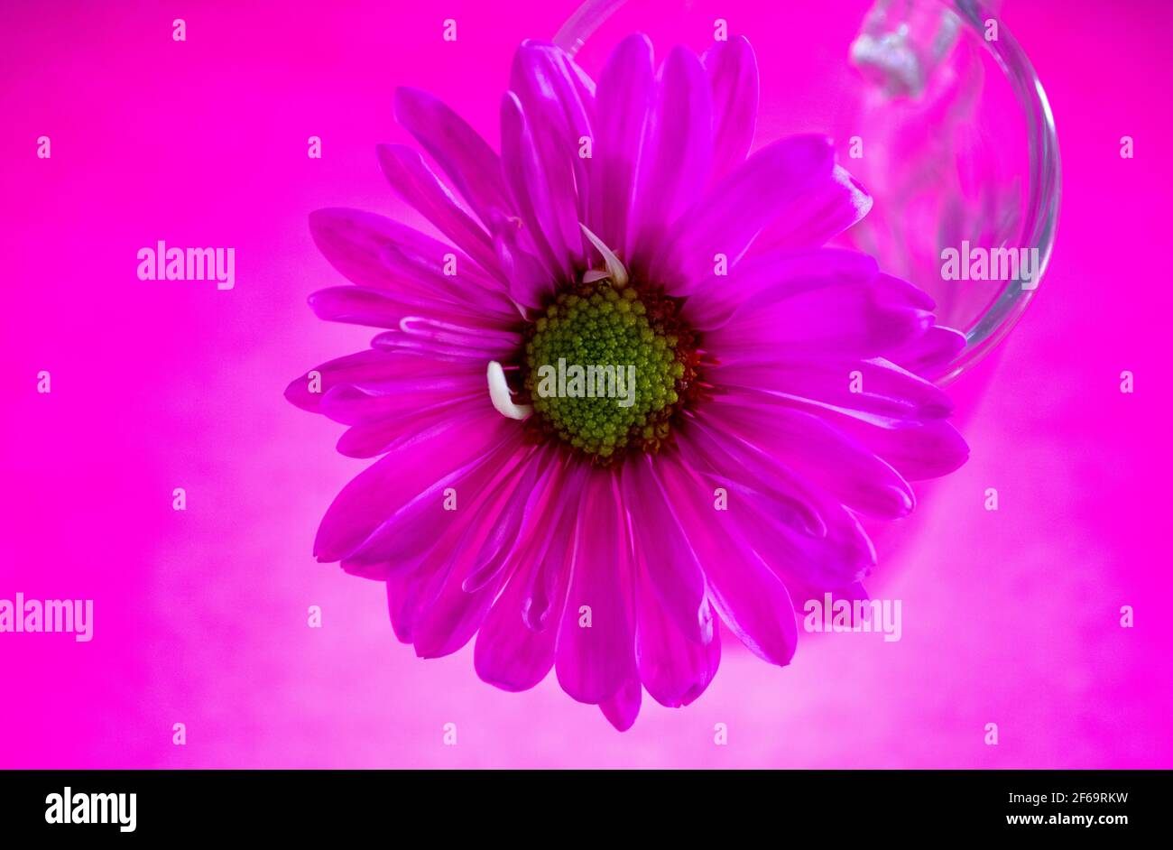 Bright pink gerbera daisy in clear glass pitcher Stock Photo - Alamy