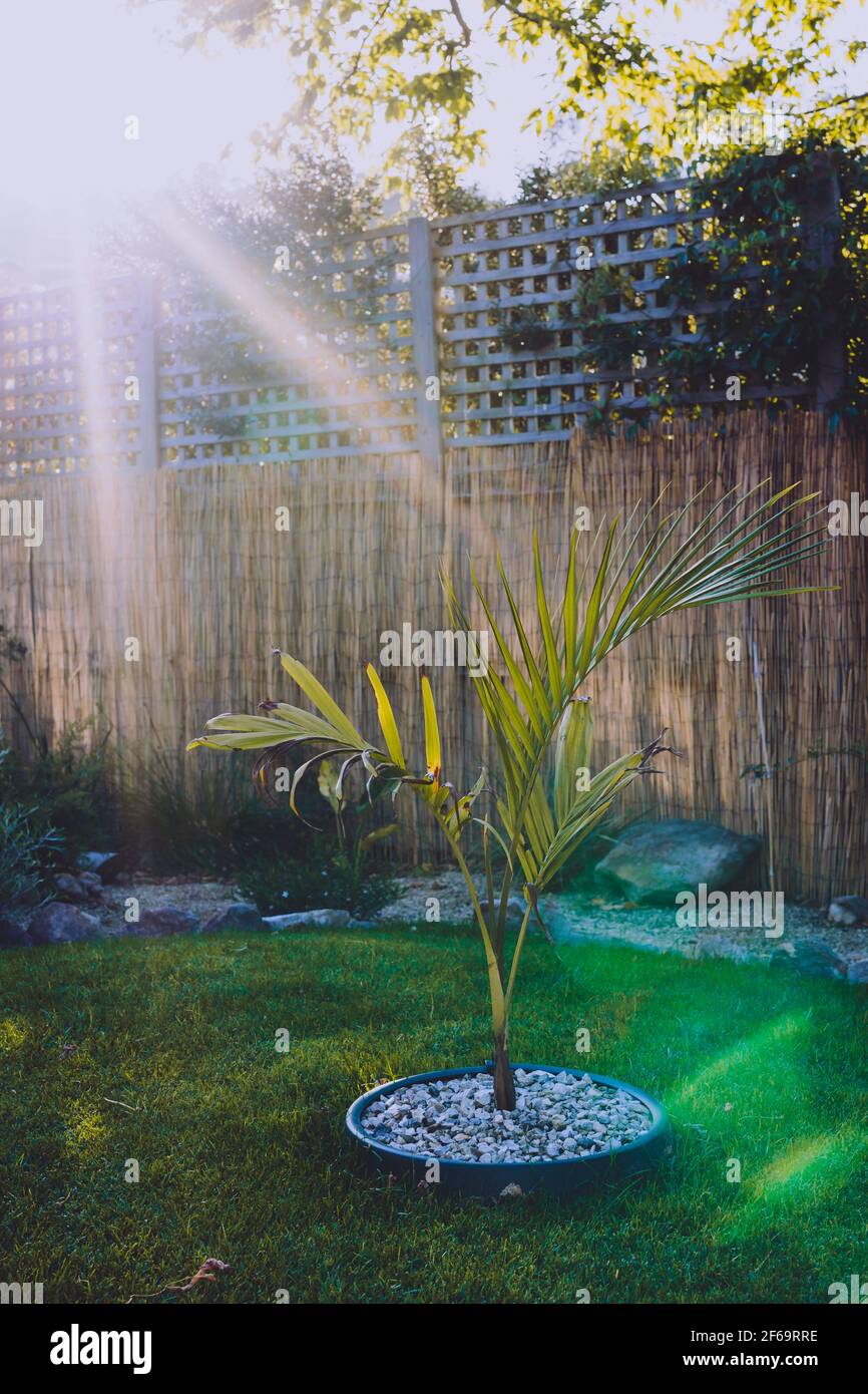 small bangalow palm tree in idyllic sunny backyard with sun rays and ...