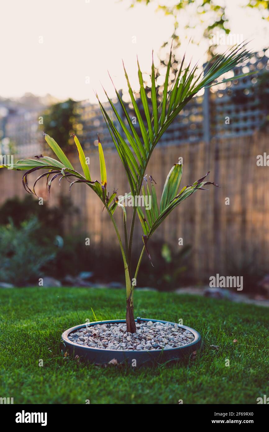 small bangalow palm tree in idyllic sunny backyard with sun rays ...