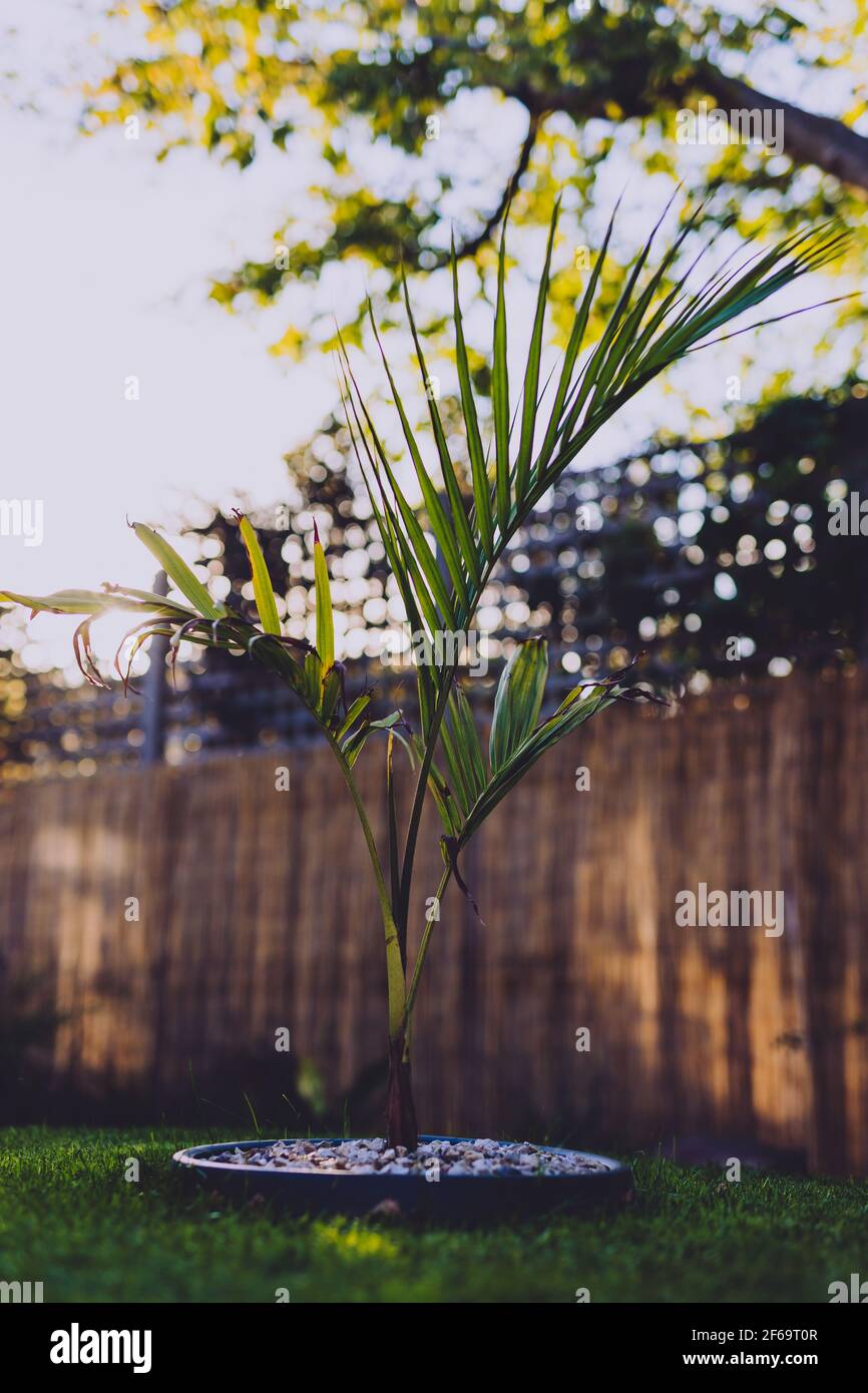 small bangalow palm tree in idyllic sunny backyard with sun rays ...