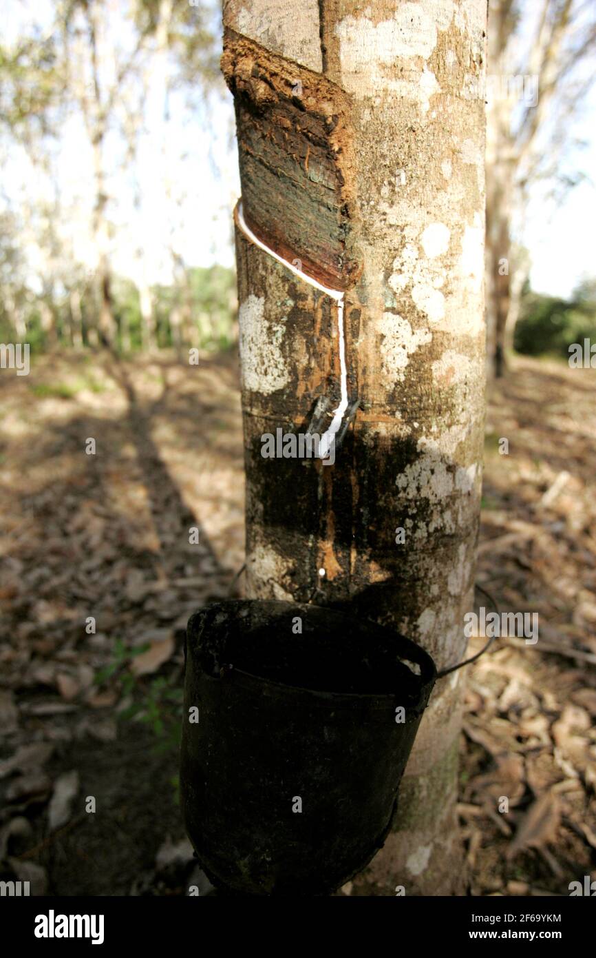 itabela, bahia / brazil - july 9, 2009: Rubber plantation for the ...
