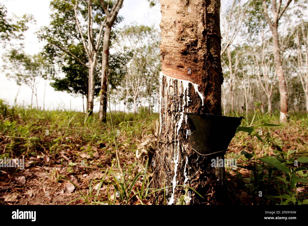itabela, bahia / brazil - june 2, 2010: extraction of rubber latex for ...