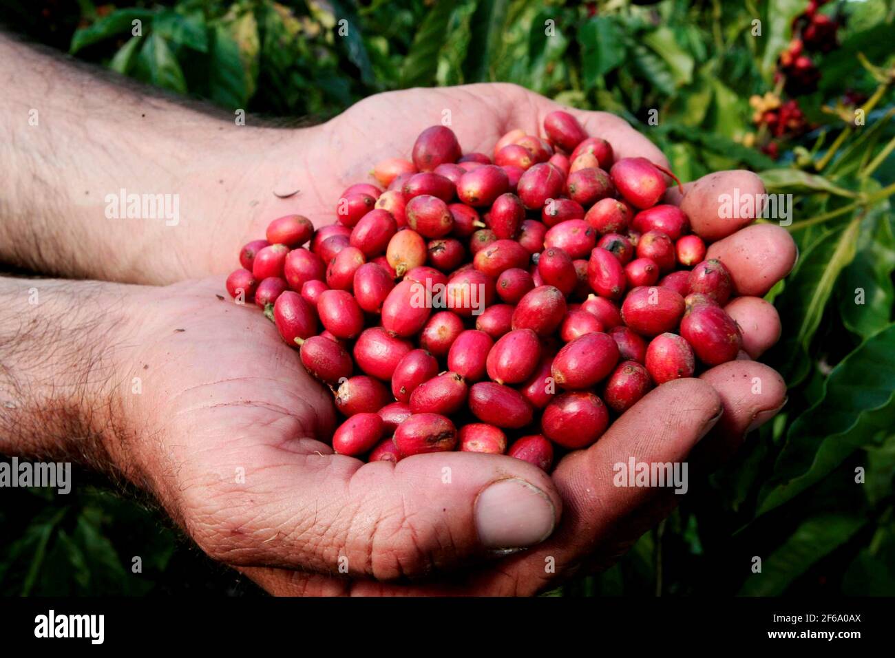 Brazil coffee producer hi-res stock photography and images - Alamy
