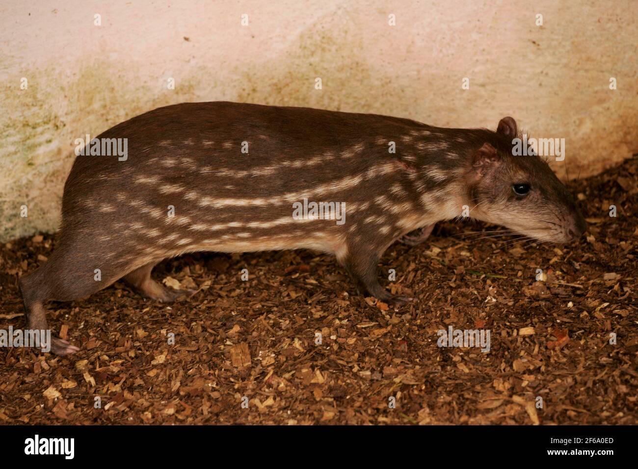 Paca rodent hi-res stock photography and images - Alamy