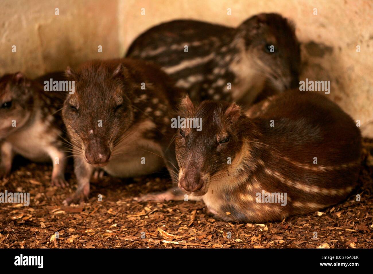 itabela, bahia / brazil - october 19, 2010: creation of paca animal in ...