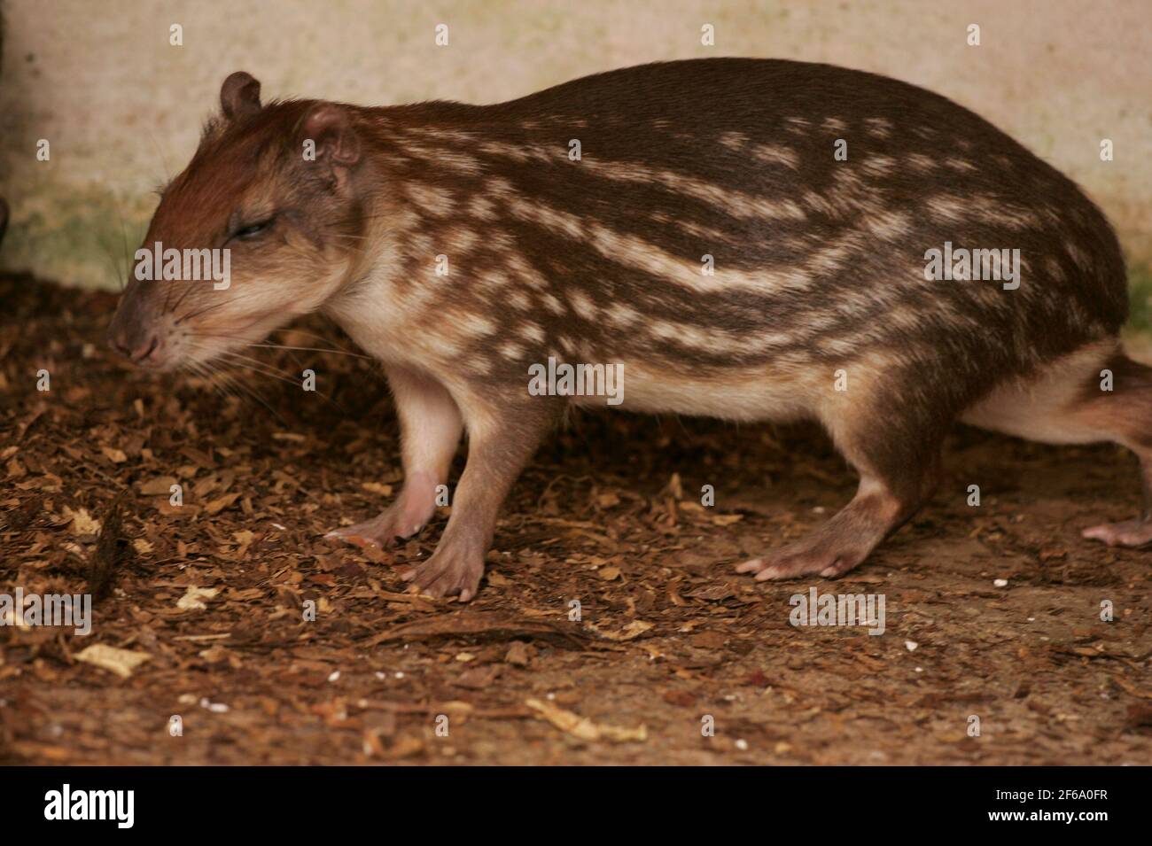 Paca rodent hi-res stock photography and images - Alamy