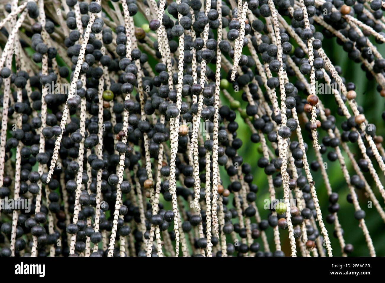 Acai palm trees hi-res stock photography and images - Alamy