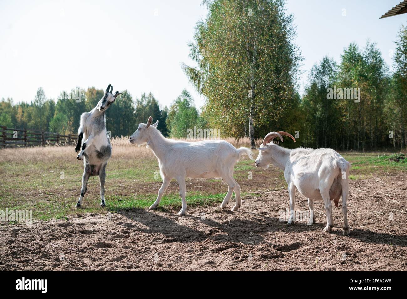 Mating goats hi-res stock photography and images - Alamy
